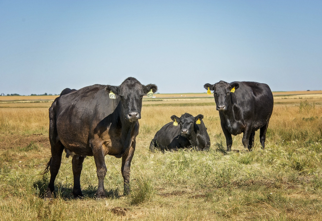 Local Meat Processing, Custom Pork Processing from Conger Meat Market
